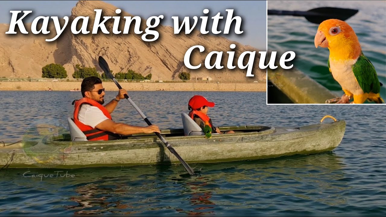 Kayaking with Caique Parrot @ Al Ain, Green Mubazzarah Lake || Fun Time ...