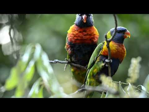 Muhteşem ilahi Aşktan gelir aşka gider