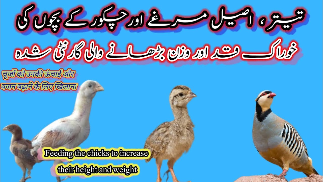 treetar k becho ki khorak | teetar chkor or murgo ka wazn or hight wali ...