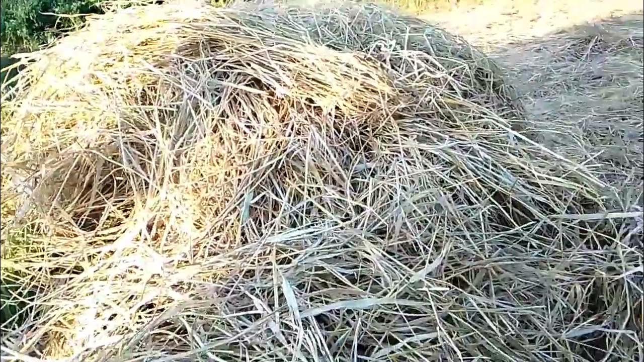 hnub no cog dib lawm nawb npaj lo saib kv cog dib os - YouTube