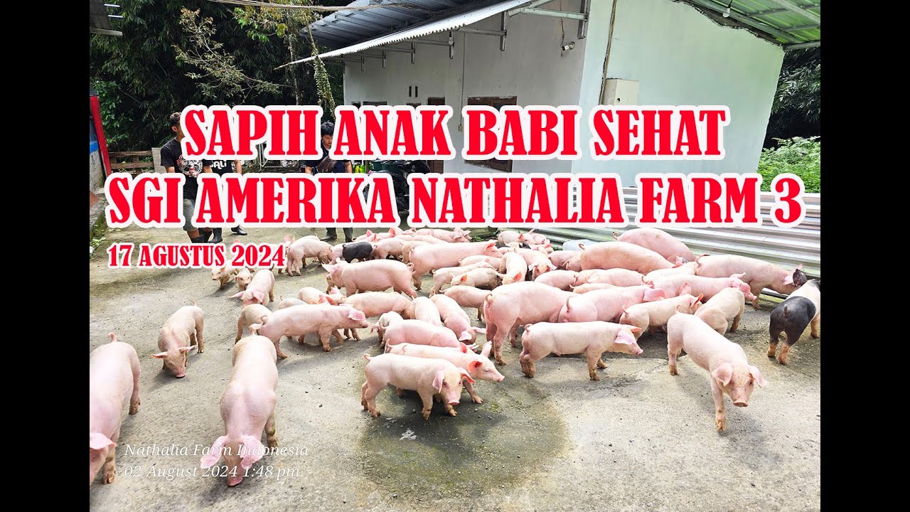 PISAH INDUK ANAK BABI SEHAT NATHALIA FARM 3 - YouTube