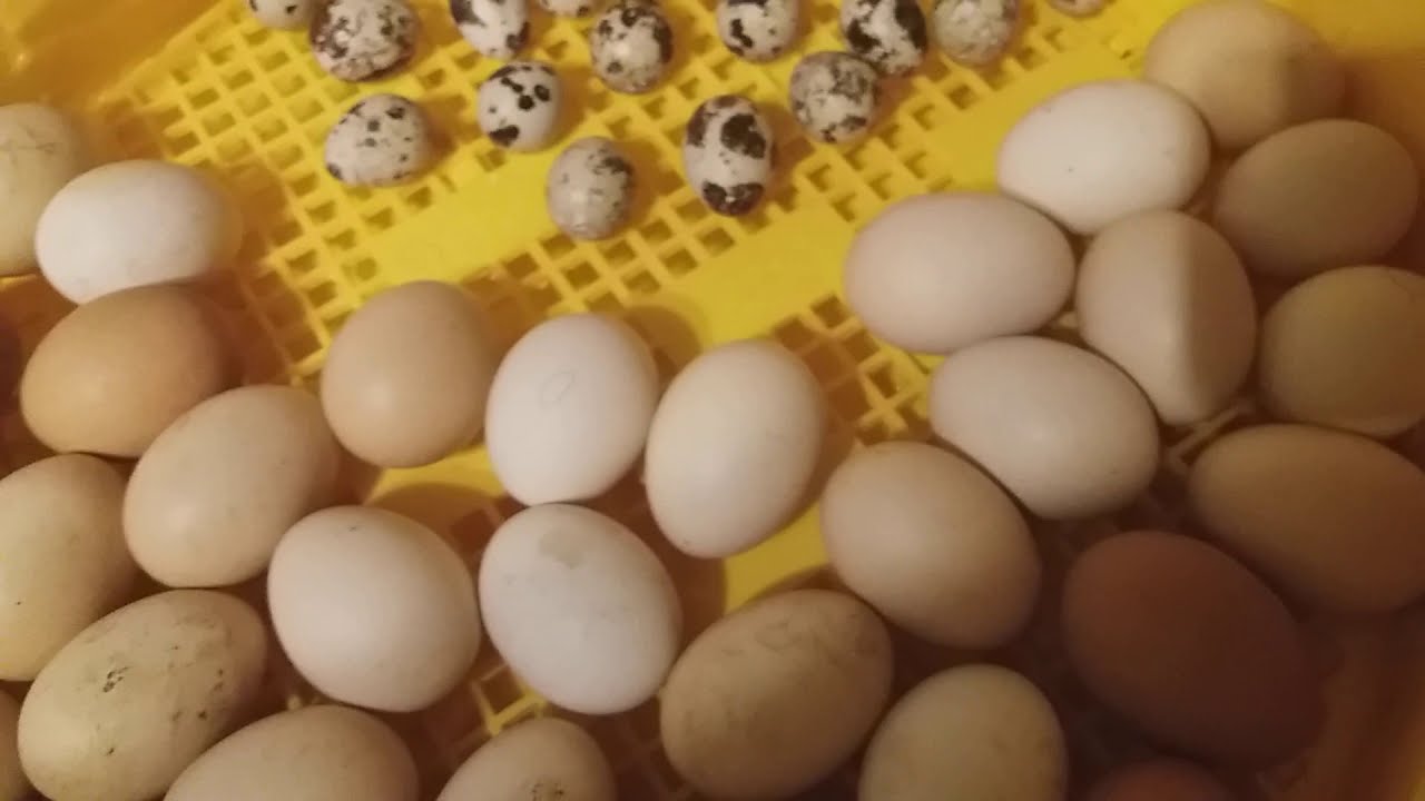 🐣Primul pui care eclozează (iese din ou),primele oua puse de mine la ...