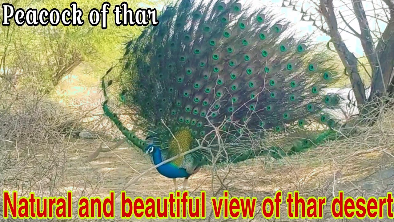 peacock of thar|beautiful wildlife |natural and beautiful view of thar ...