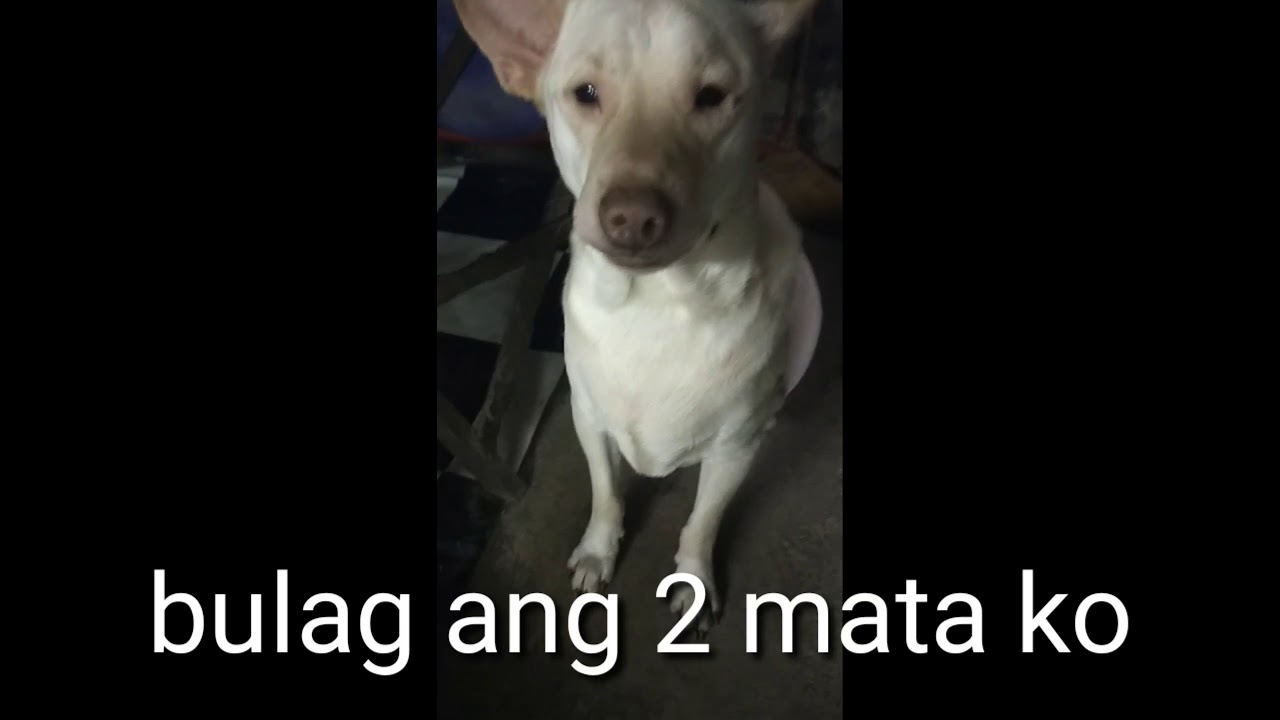 My baby dagul - YouTube