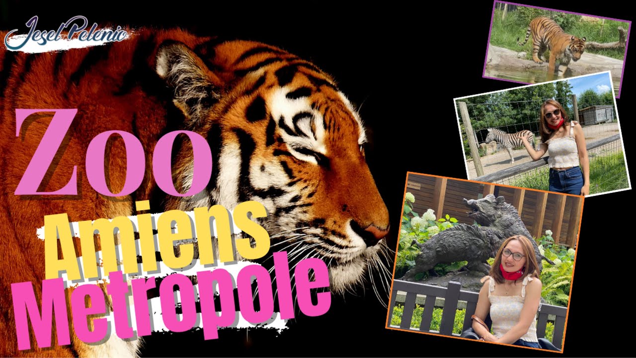 Zoo d’Amiens Métropole | Le Tigre de Sumatra - YouTube
