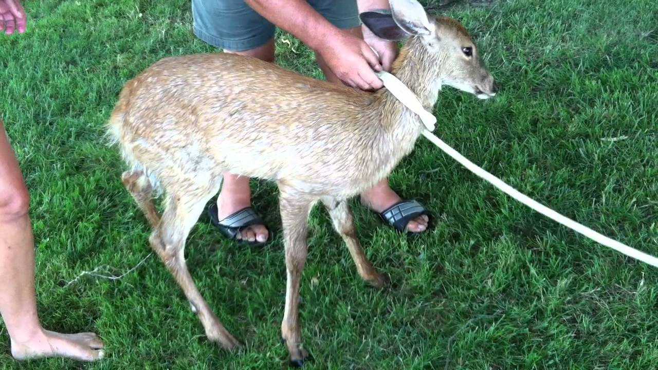 How to save a fawn from dying hd - YouTube