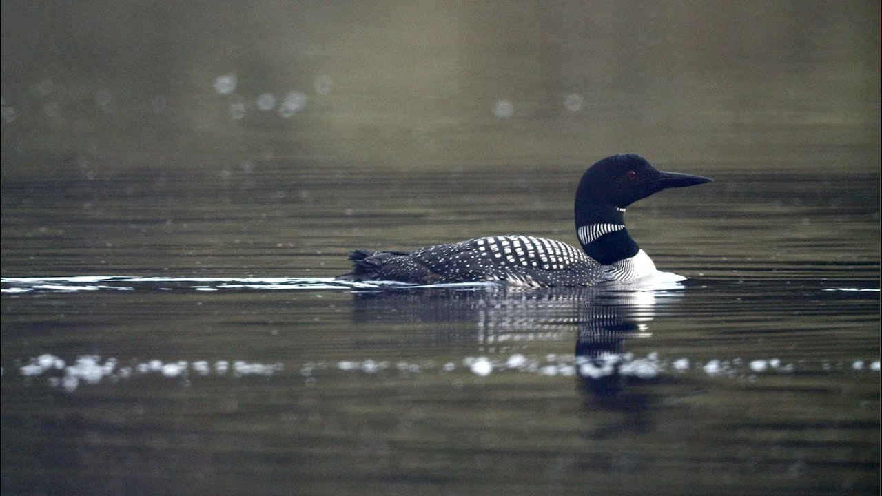 Wildlife Adventures - Loons - YouTube