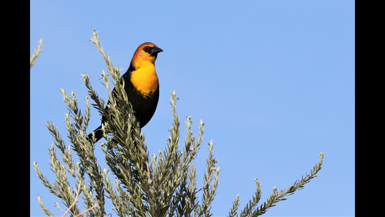 Male and Female Yellow-headed Blackbirds Callings, Eating from Feeders ...