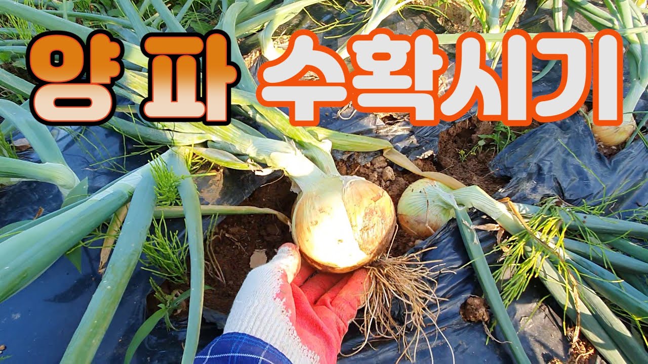 양파 수확시기 ㅣ 양파 재배 방법 ㅣ 양파 크게 키우기 ㅣ 양파 밑거름 ㅣ 양파심는시기 ㅣ 양파 추비 ㅣ 양파 파종시기 ㅣ