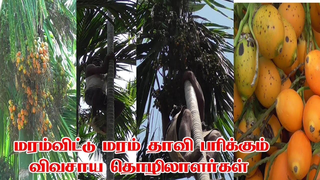 baku tree cultivation பாக்கு மரத்தில் கொட்டை பறிப்பது எப்படி - YouTube