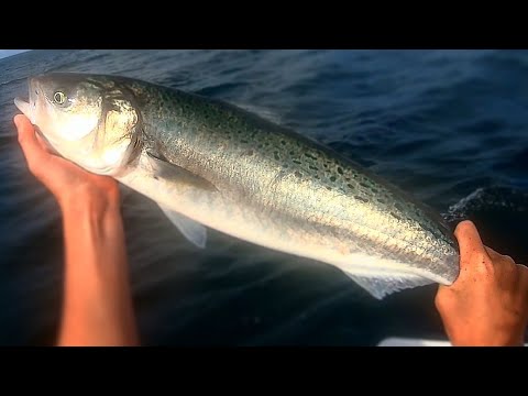 FISHING in NEW ZEALAND for KAHAWAI and SNAPPER! - YouTube