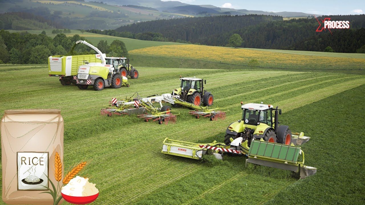 How RICE is MADE in FACTORIES😨 | How to GROW and HARVEST BROWN RICE ...