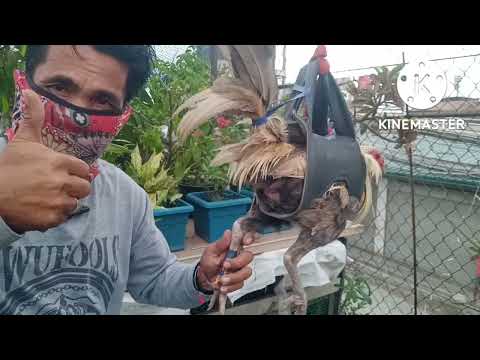 TARI TUTORIAL # 1.10 CENTER ASS NA ASINTA SA BUHAY NA MANOK - YouTube