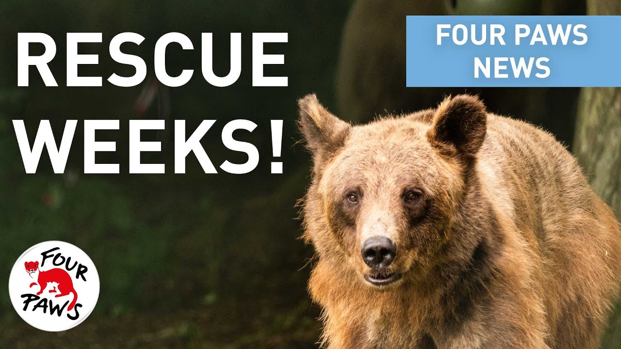 Animal News at FOUR PAWS - Rescue Weeks Edition! - YouTube