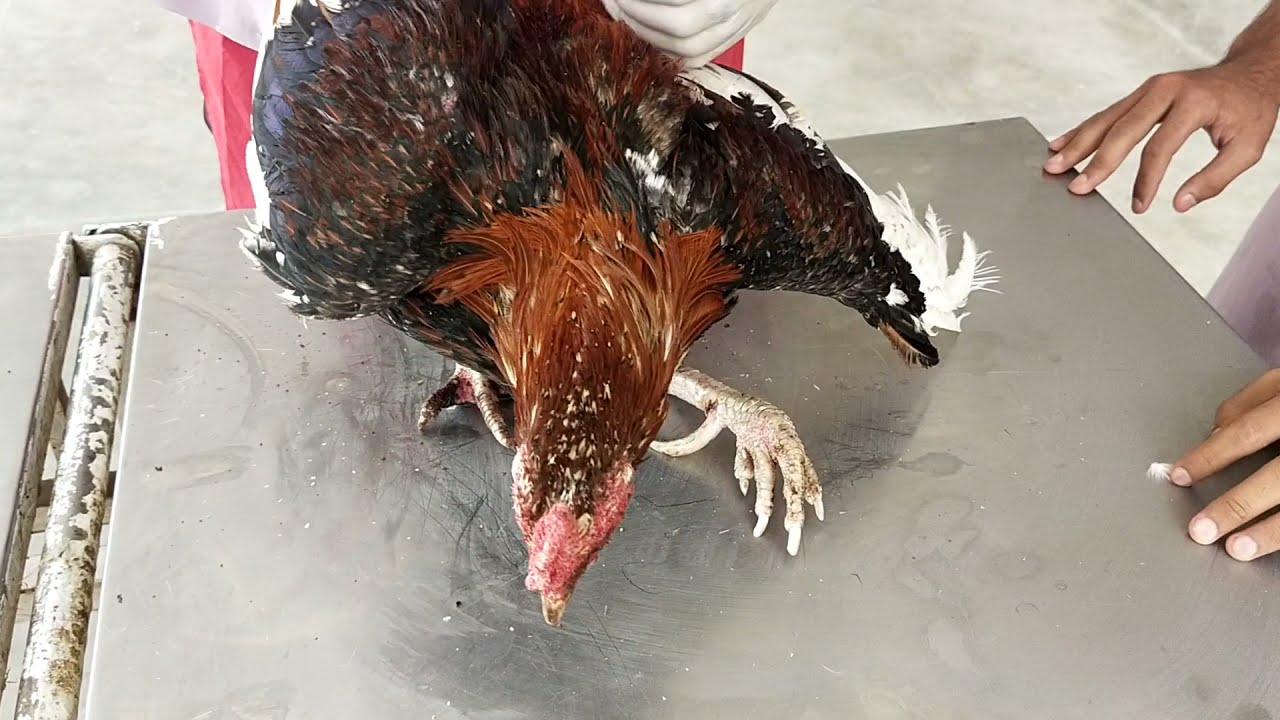 Fracture of leg and wing in chicken/ Aseel Murgh and their treatment ...