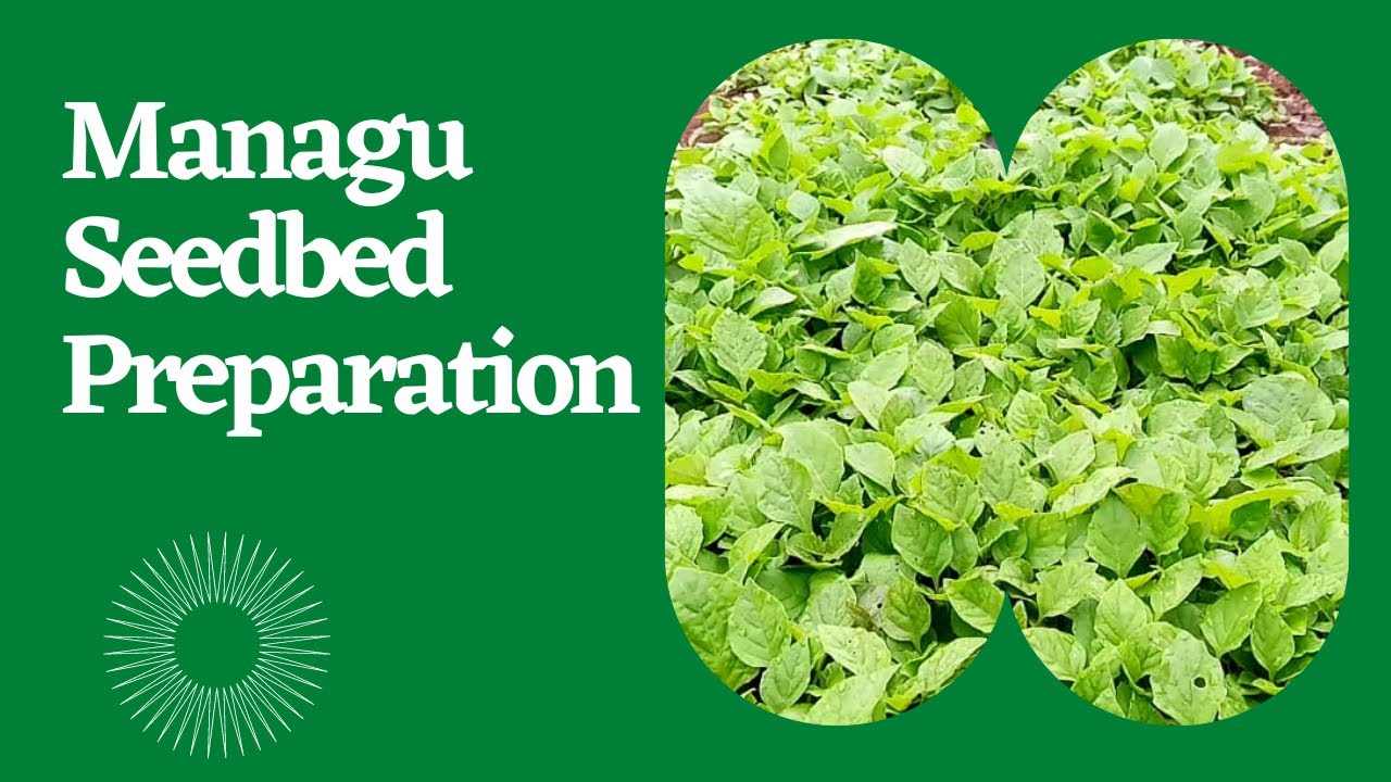 How to Plant Managu in Kenya: Seedbed Preparation - YouTube