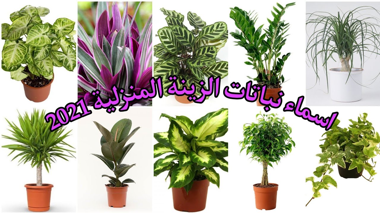 اسماء نباتات الزينة المنزلية بالتفصيل Youtube