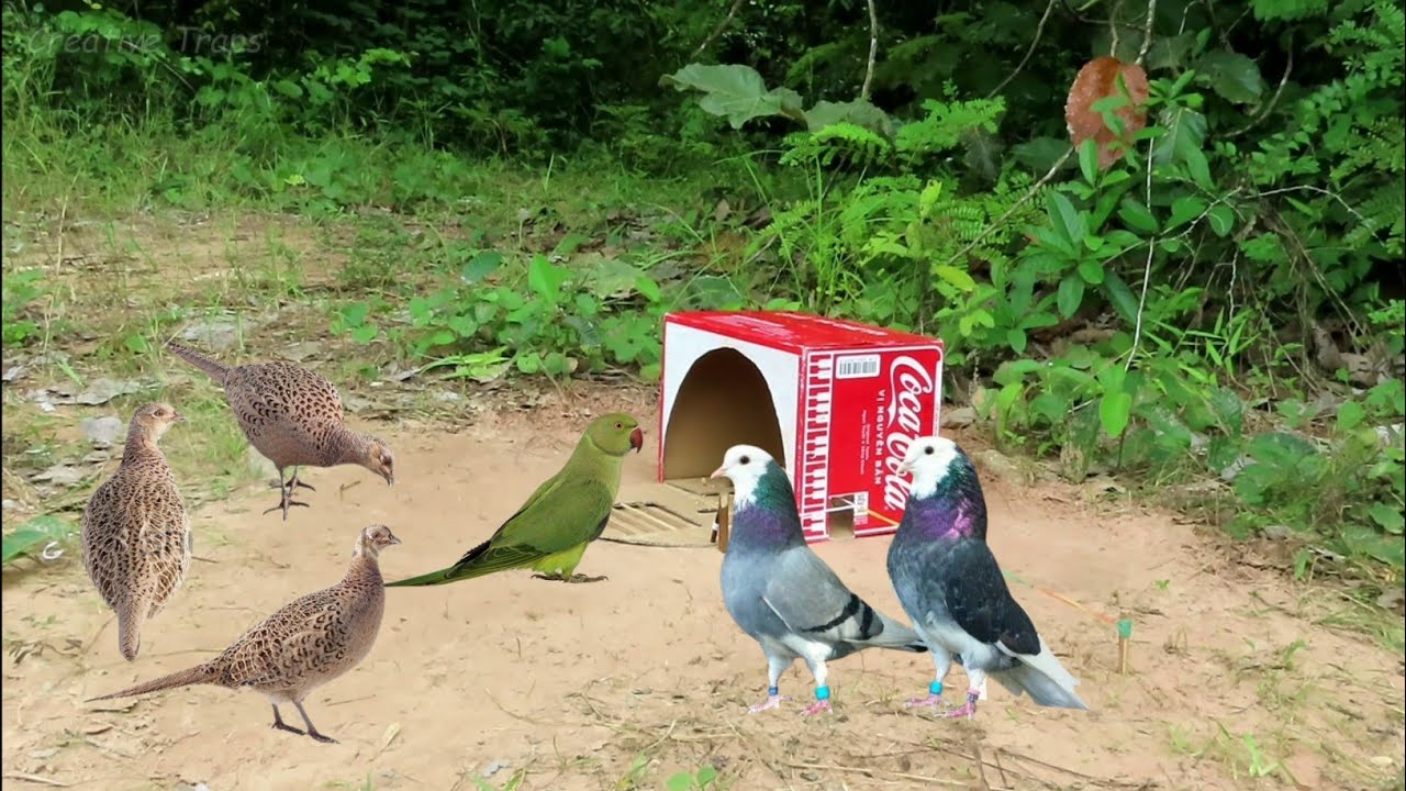 "Catch 'Em Quick! Quail, Bird, and Mouse Hunting Tips" - YouTube