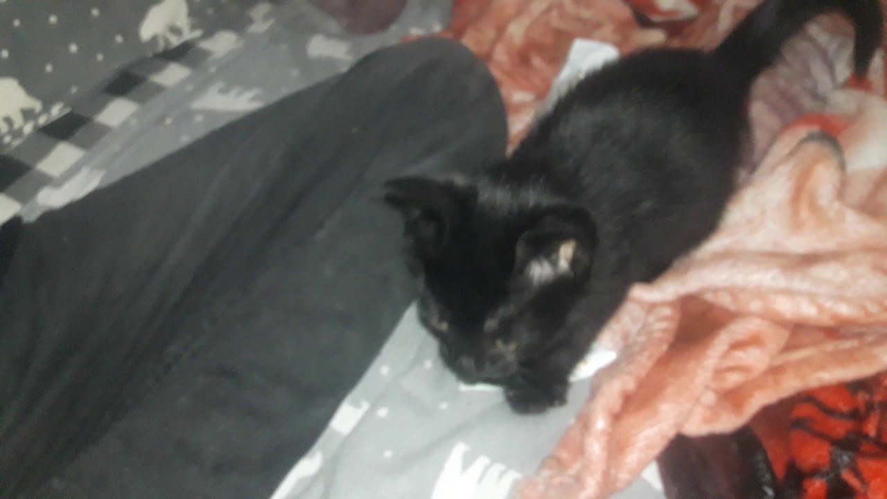 animals rescue foundation Lahore - YouTube