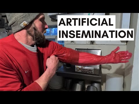 How To Perform Artificial Insemination In Cattle