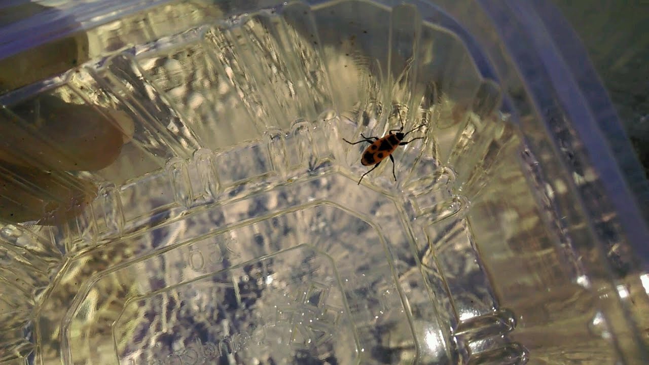 Zapatero (Pyrrhocoris apterus) - YouTube