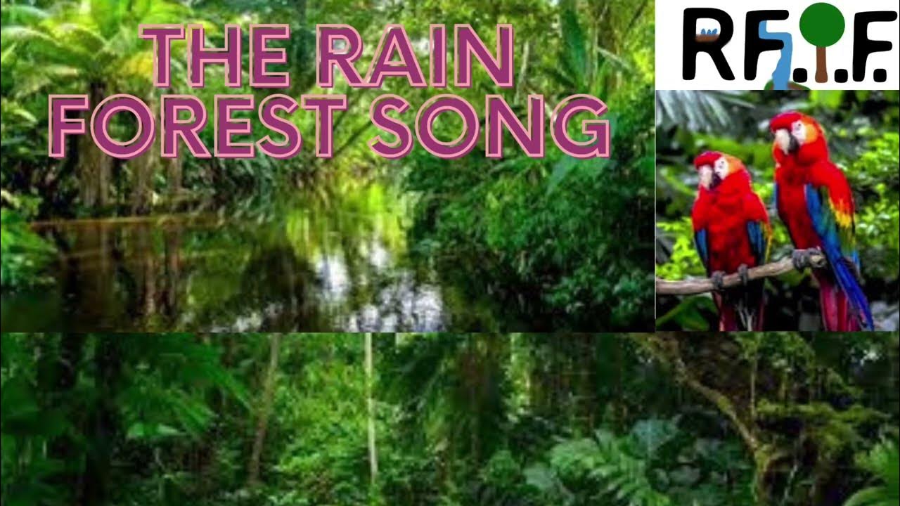 Rainforest Song - YouTube