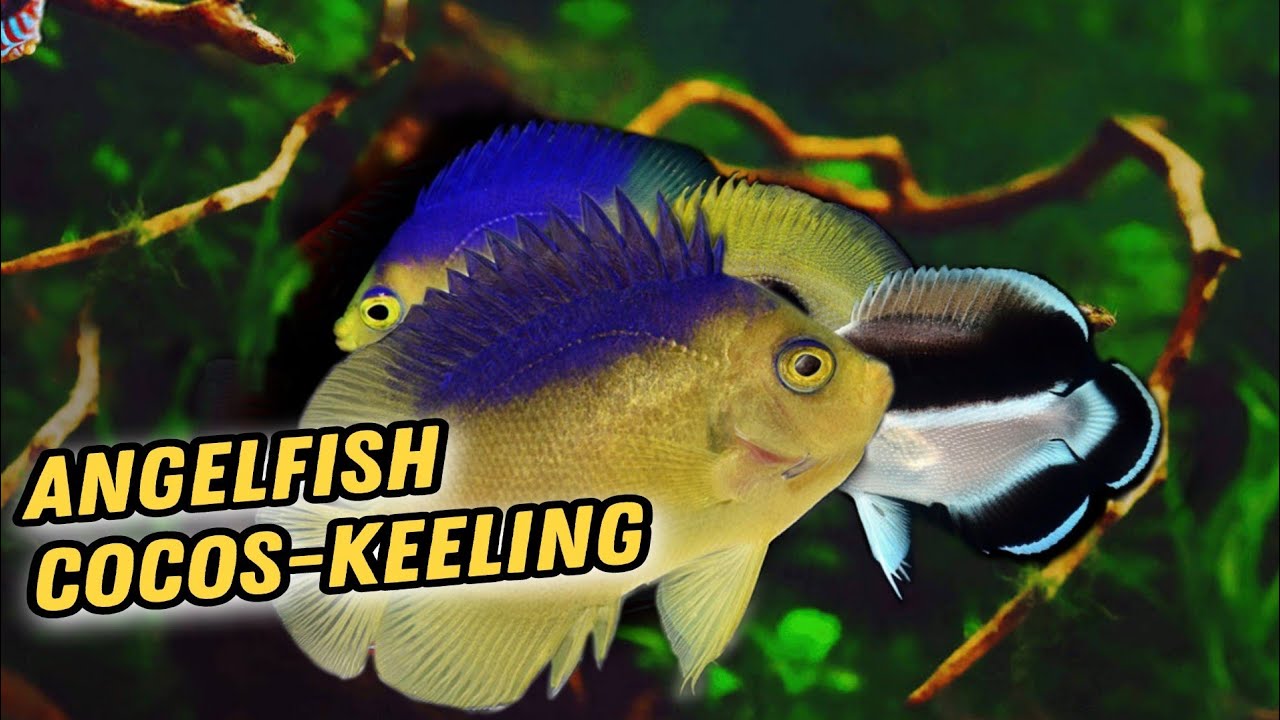 Ikan Angelfish Cocos-Keeling ( Centropyge colini ), atau angelfish ...