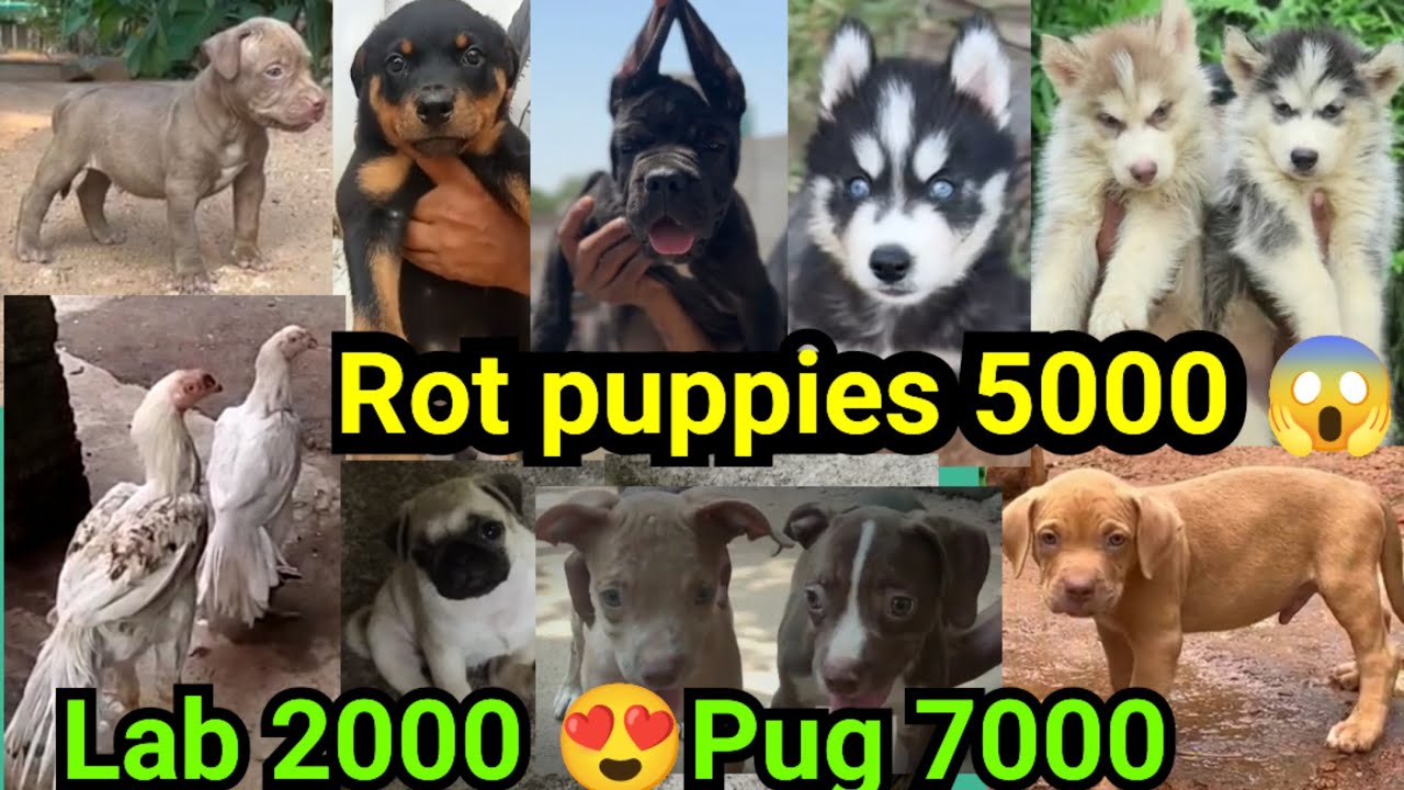 Rot Puppies 5000 😍Lab 2000🤩 Pug 7000😱 Koi carp ₹ 8🤑 Pitbull |Aseel |G ...