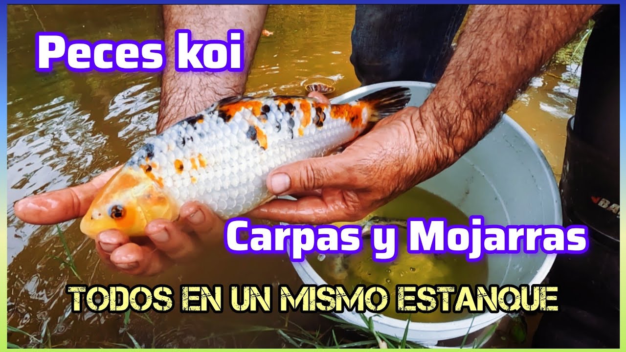 "Peces Koi, Mojarras y Carpas: ¡La Magia de un Estanque Diverso!" - YouTube