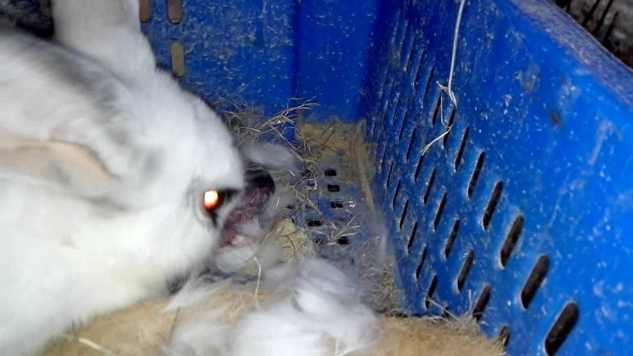 Reproducion en conejo. Coneja pariendo - YouTube