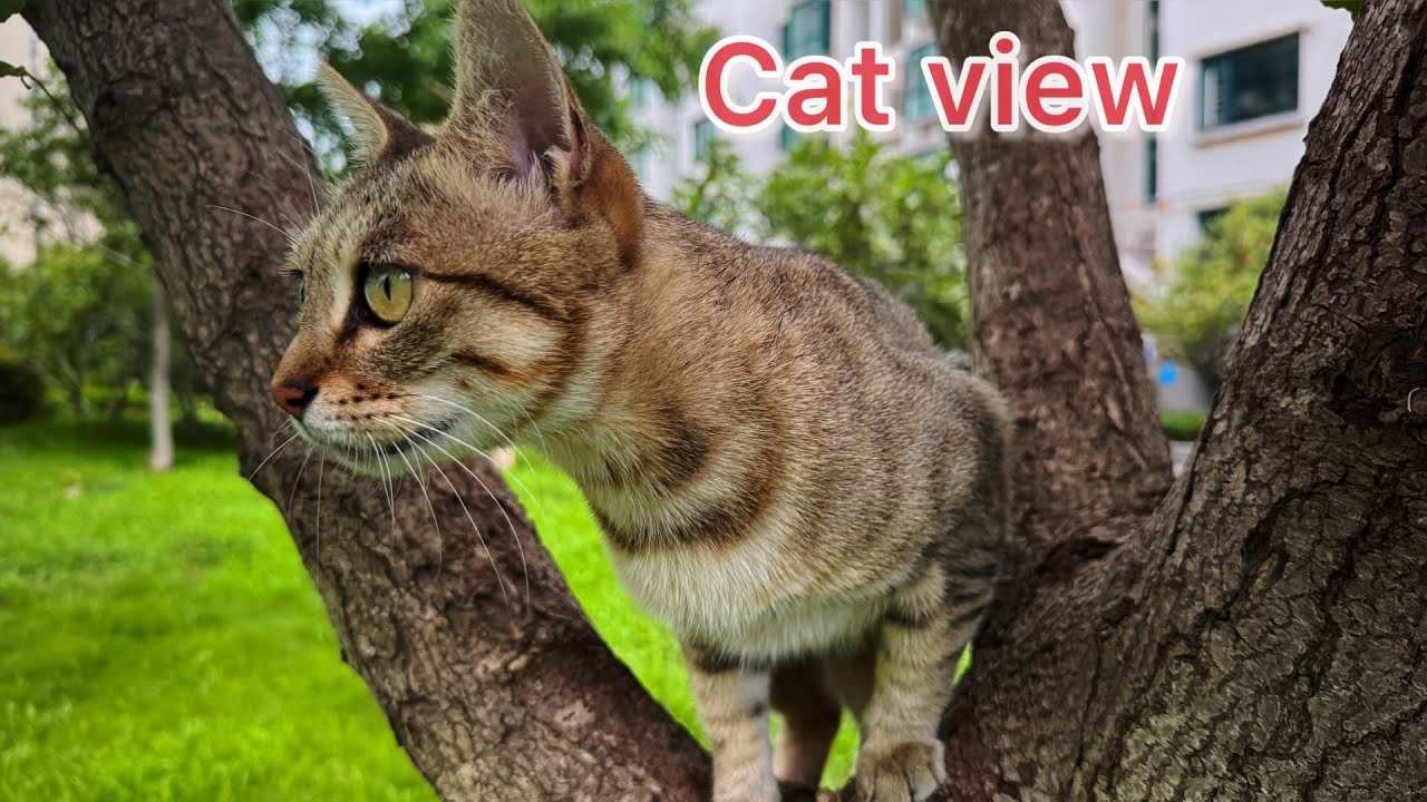 Cat view camera live stream. #pets #cat - YouTube