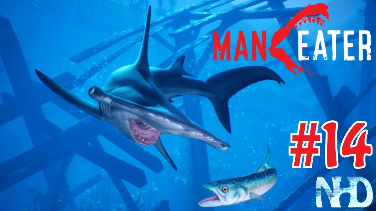 Let's Play Maneater (pt14) Apex Hammerhead - YouTube