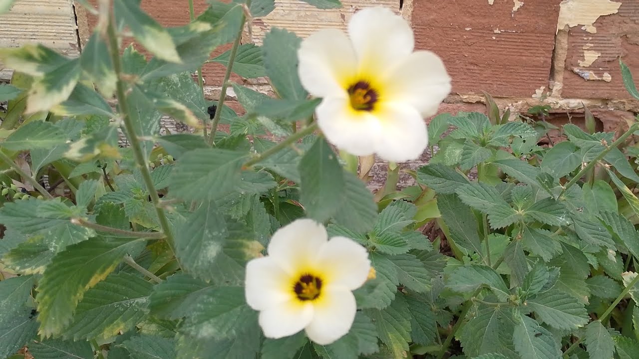 Mostrando a Chanana uma planta medicinal + Falando na família parceira ...