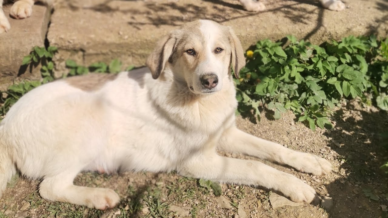 Bianca I Adoption of Dogs from Bosnia - YouTube