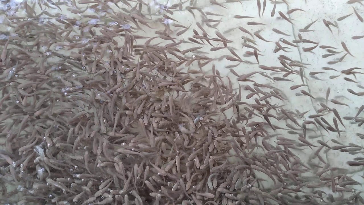 PART 103 SUWANDI MENJAWAB.BIBIT IKAN GABUS READY ..BERKUALITAS..INDUK ...