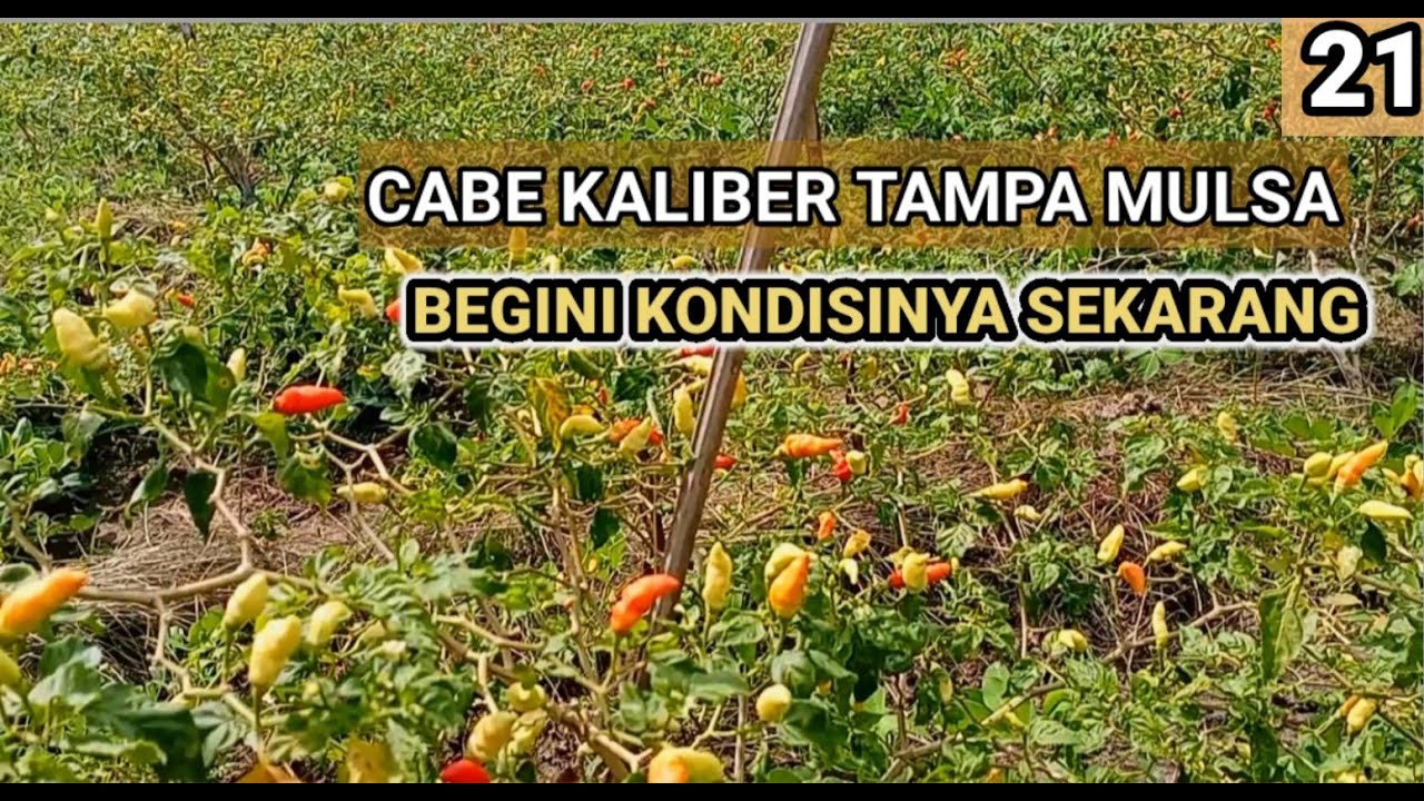 CABE KALIBER TAMPA MULSA, BEGINI KONDISINYA SEKARANG - YouTube