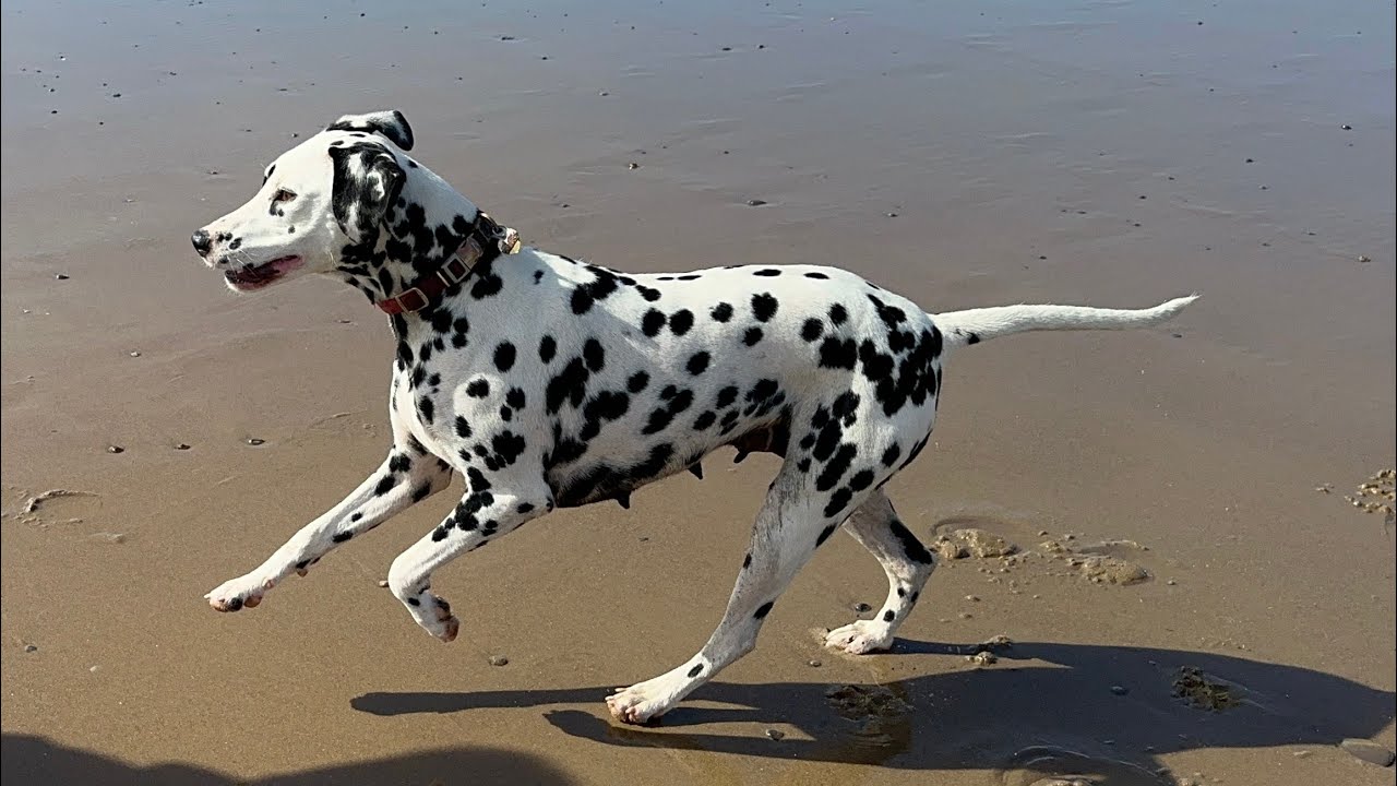 Raven goes to the beach - YouTube