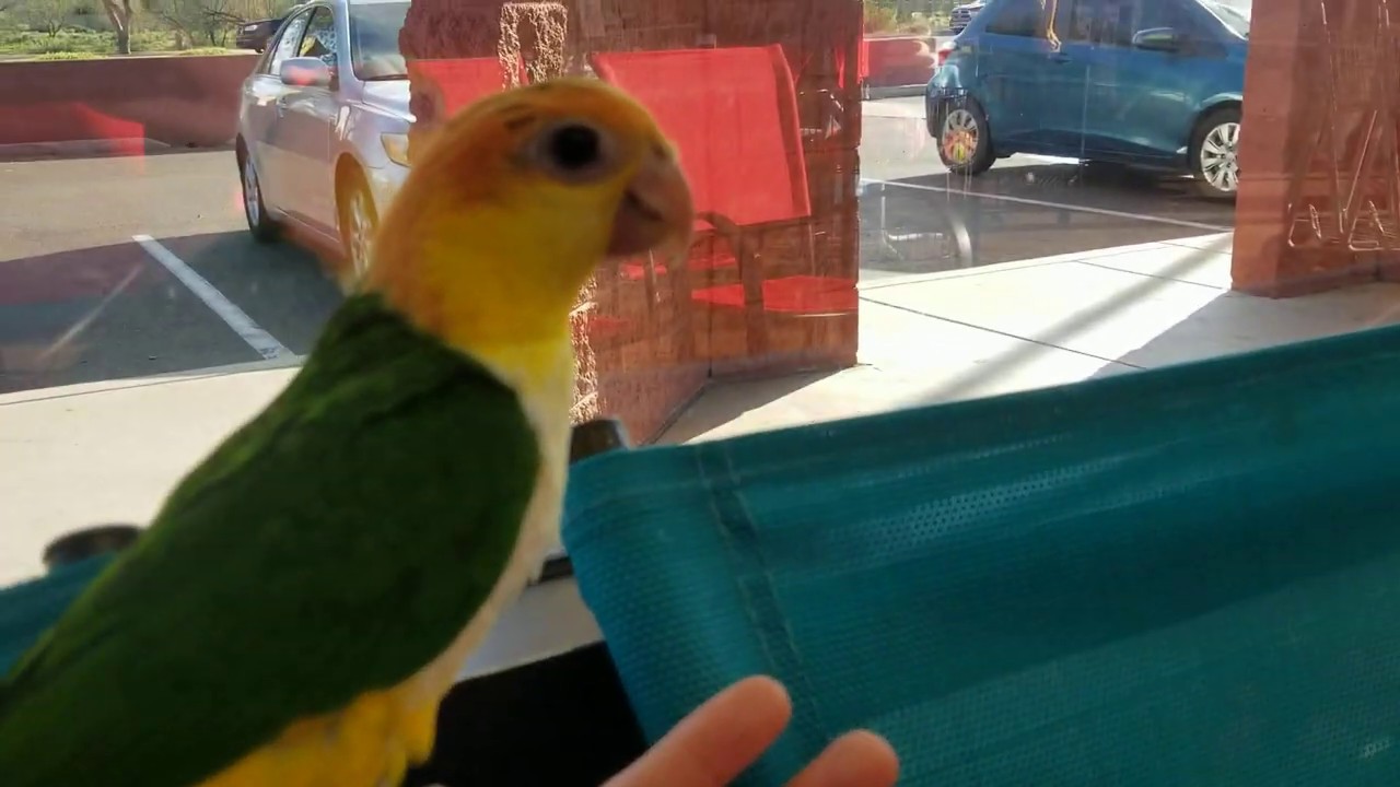 Zeke the Caique playing at the window - YouTube