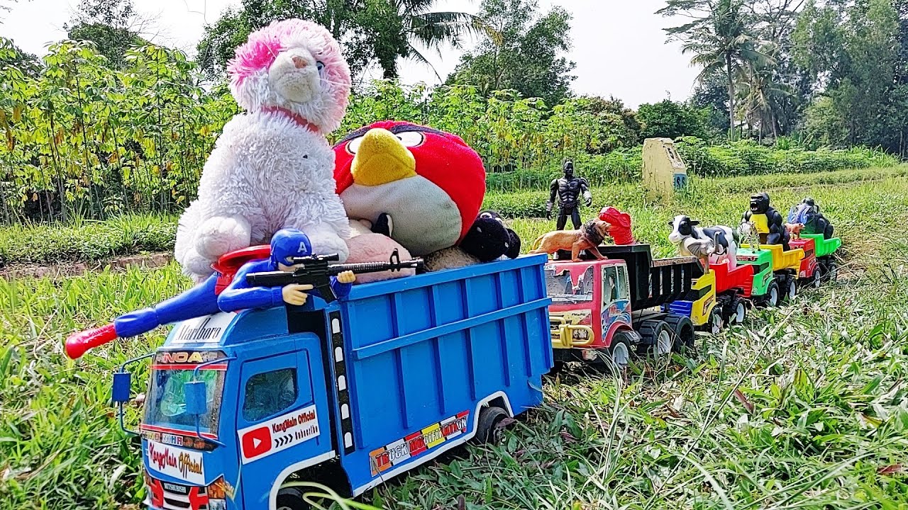 Truk Oleng Angkut Sapi, Domba, Anjing, Kuda, Gorila, Banteng, Angry ...
