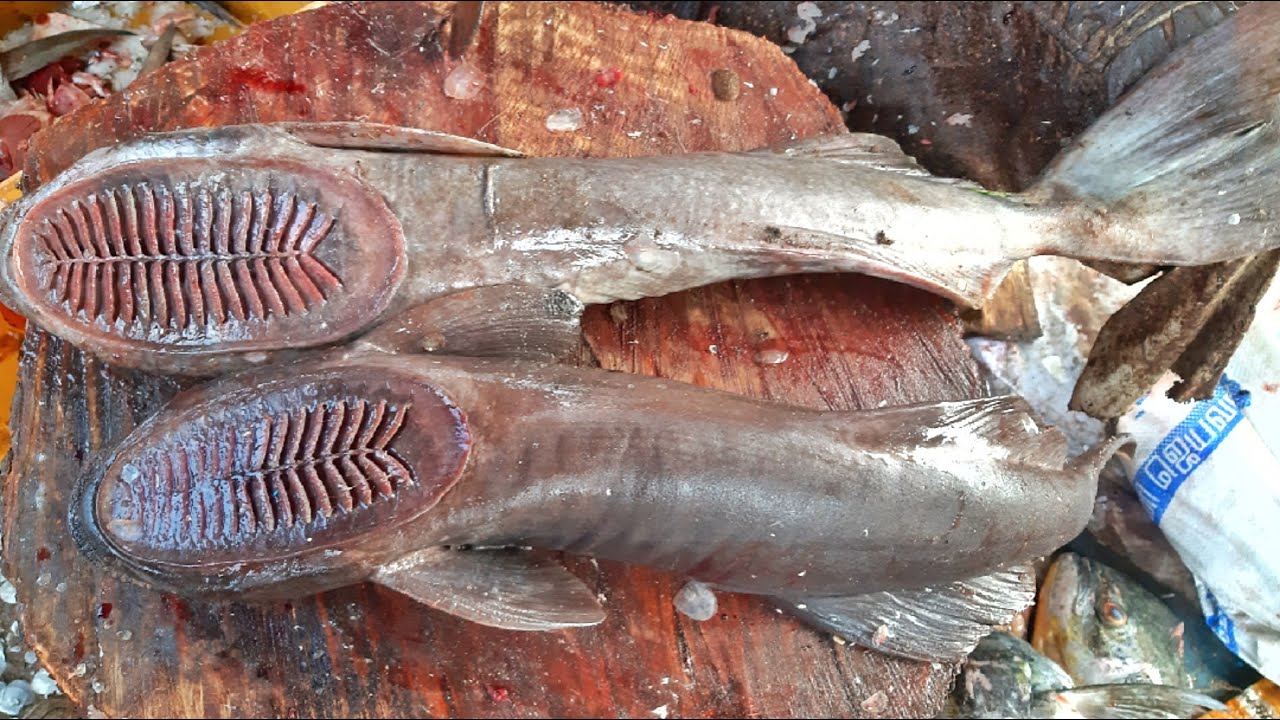 பெரிய மீனின் அடிப்பகுதியில் | ஒட்டிக்கொண்டு வாழும் அறியவகை மீன் | GUM ...