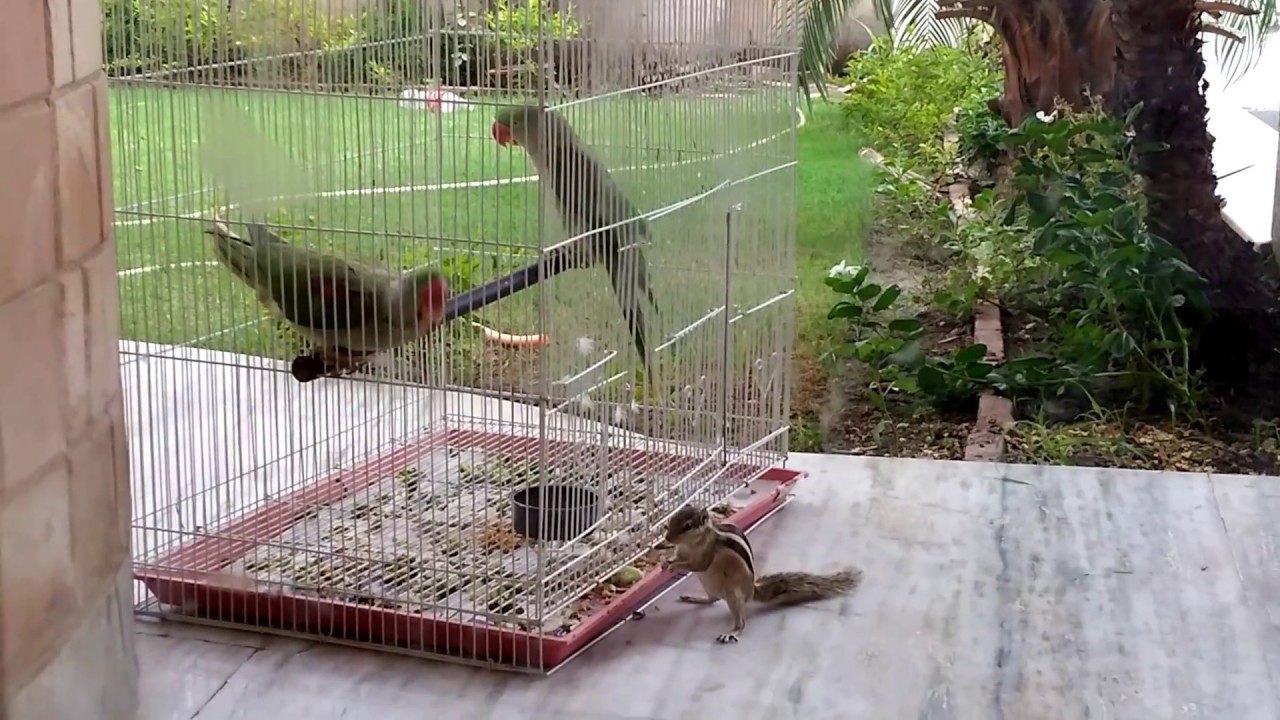 Daring RAW Parrots ........Attacking - YouTube