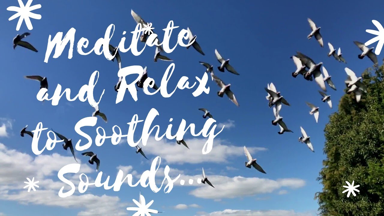 MEDITATE AND RELAX TO SOOTHING BIRD SOUNDS.... - YouTube