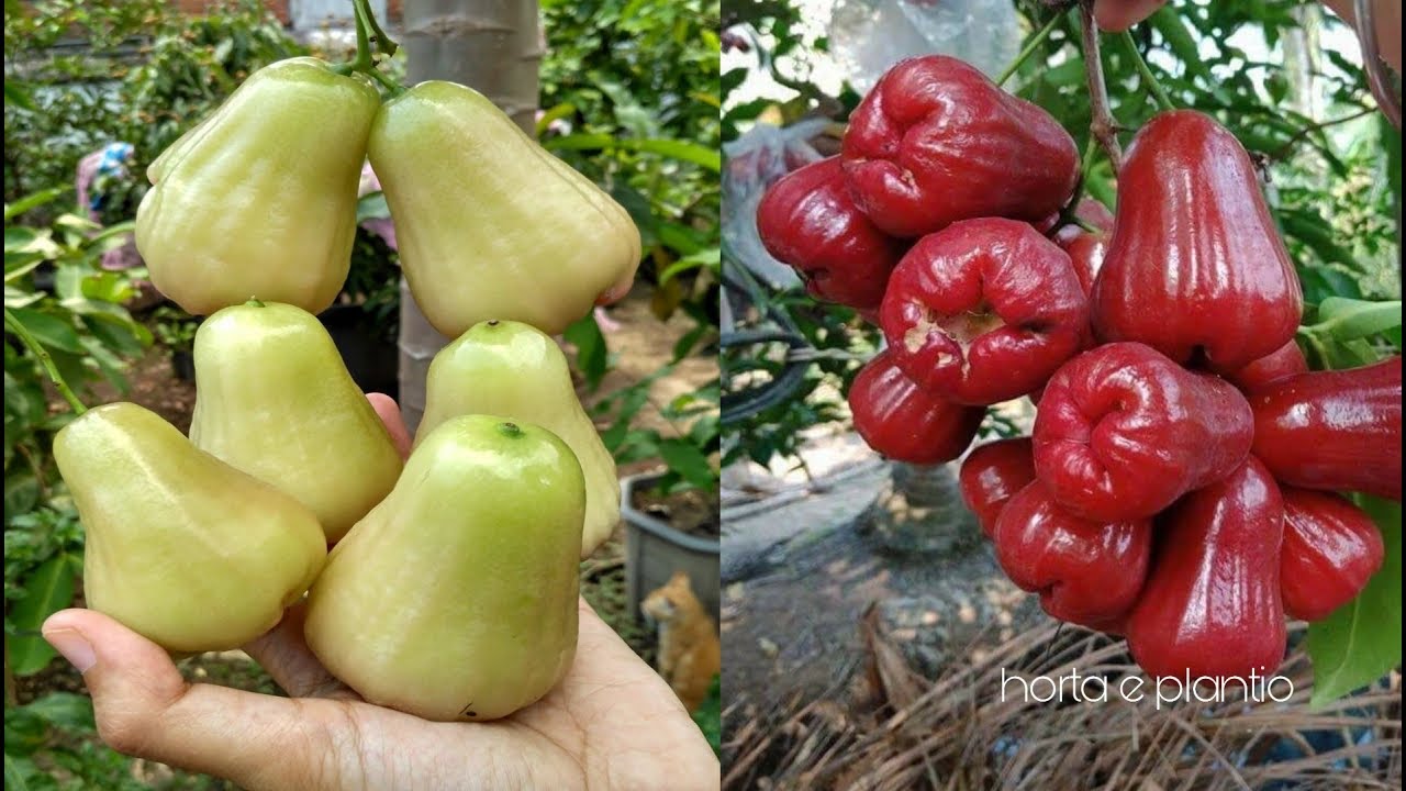 a estaquia por enxertia da jambo branco | horta e plantio | frutíferas ...