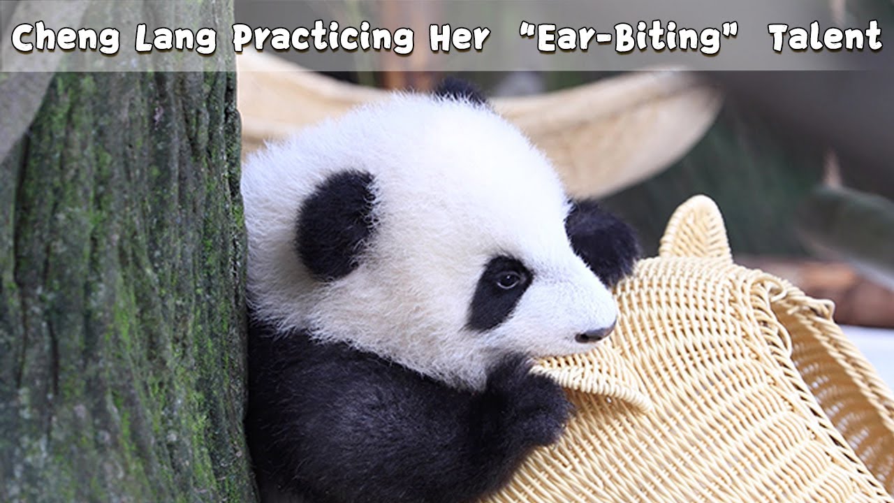 Cheng Lang Practicing Her “Ear-Biting” Talent | iPanda - YouTube
