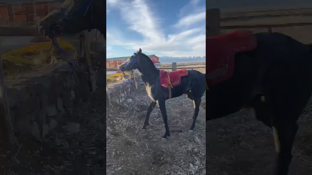 Arap cirit atı arjin abla - YouTube