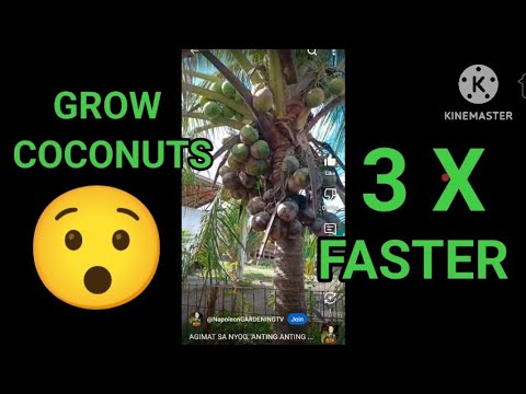 Paano magtanim ng niyog. HOW TO GROW FRUIT TREES FASTER. - YouTube