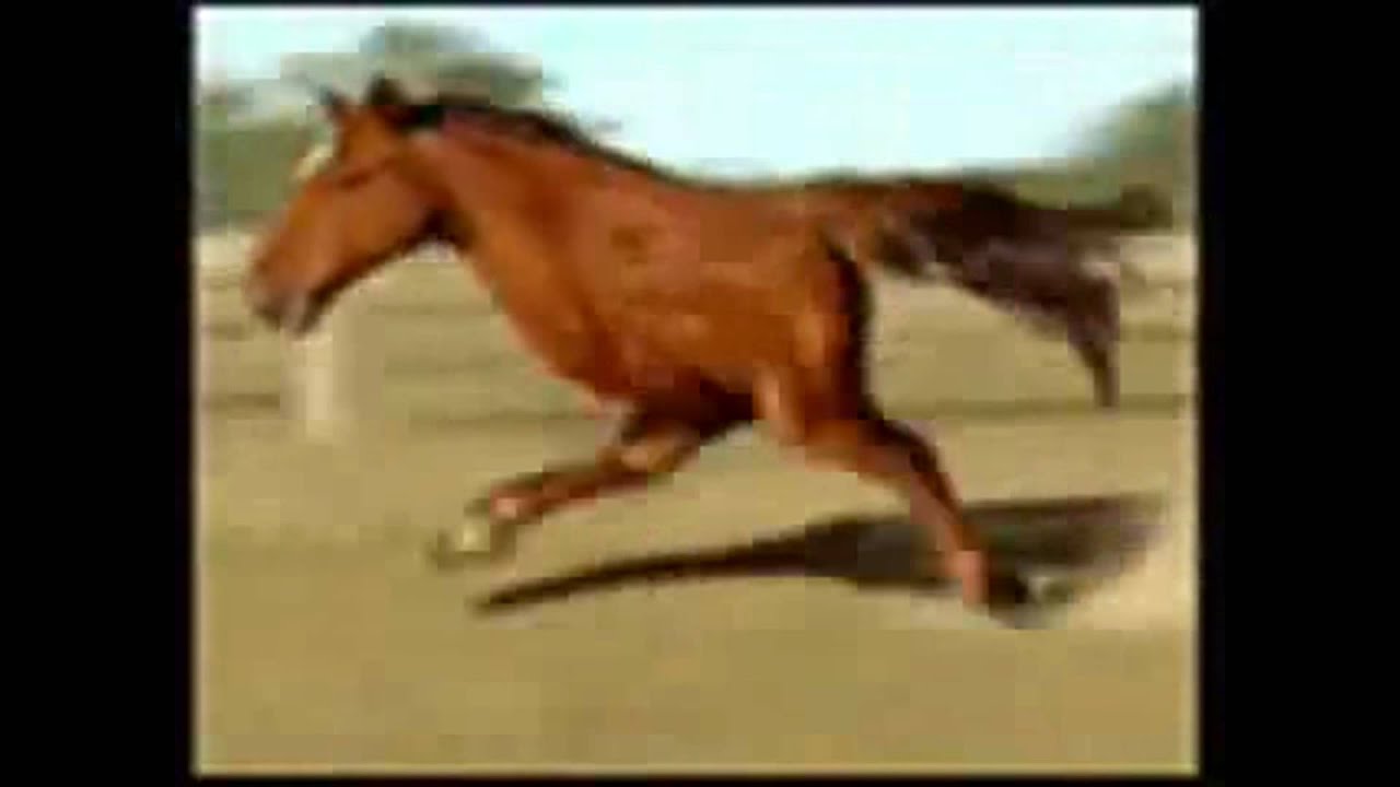 wtf angry birds and retarted running horse - YouTube