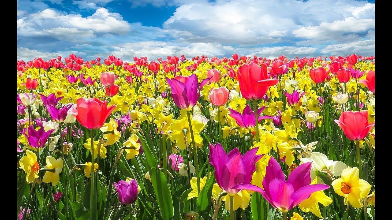 Beautiful Spring Scenes With Relaxing Music - YouTube