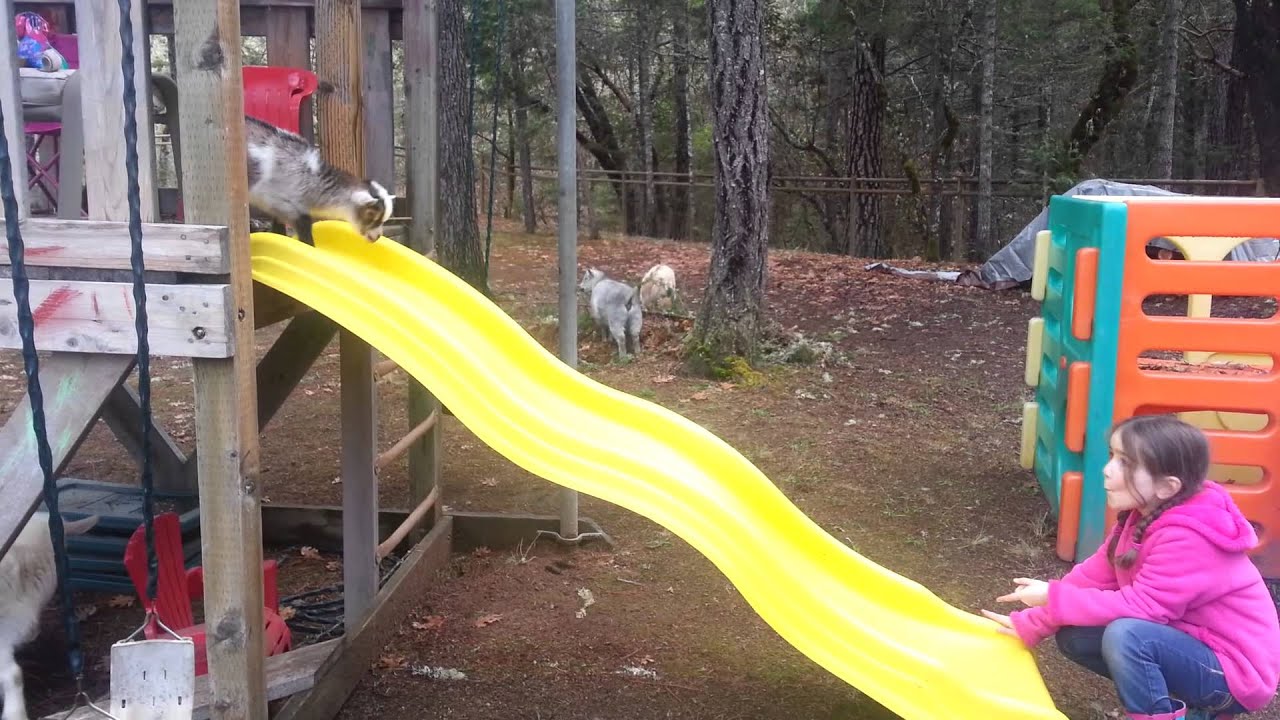 Baby goat going down slide - YouTube