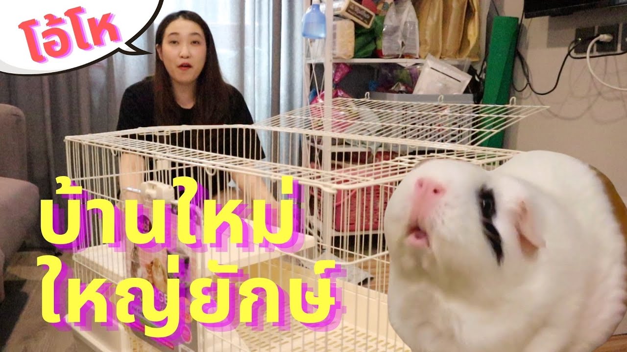 รีวิวกรง SHOBI ขนาดใหญ่ยักษ์ รีวิวกรงกระต่าย Shobi กรงสัตว์เลี้ยง SHOBI ...